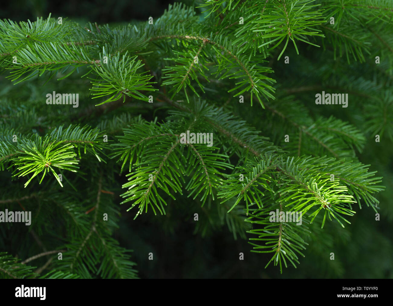 Spruce tree branches close hi-res stock photography and images - Alamy