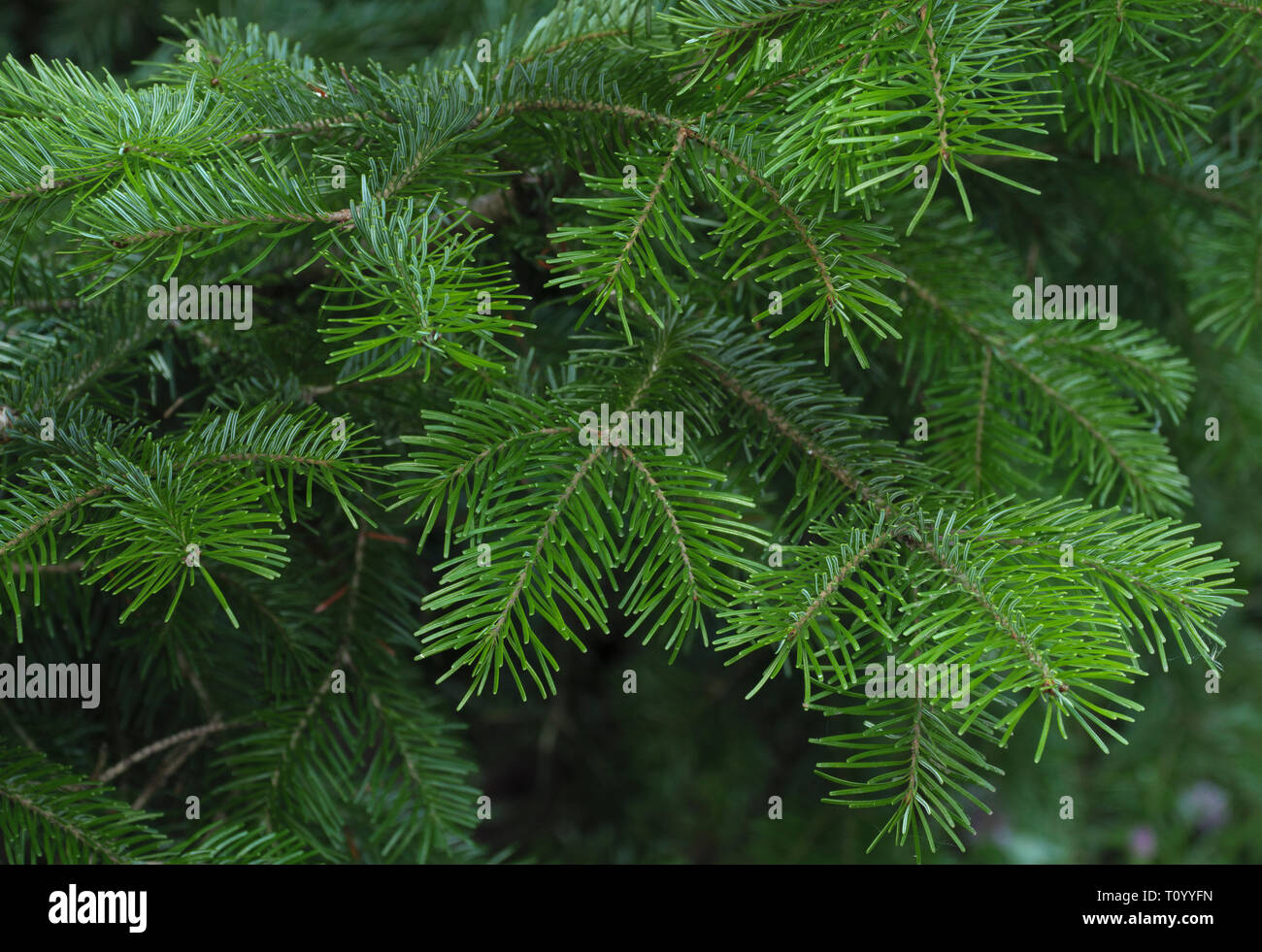 Spruce tree branches close hi-res stock photography and images - Alamy