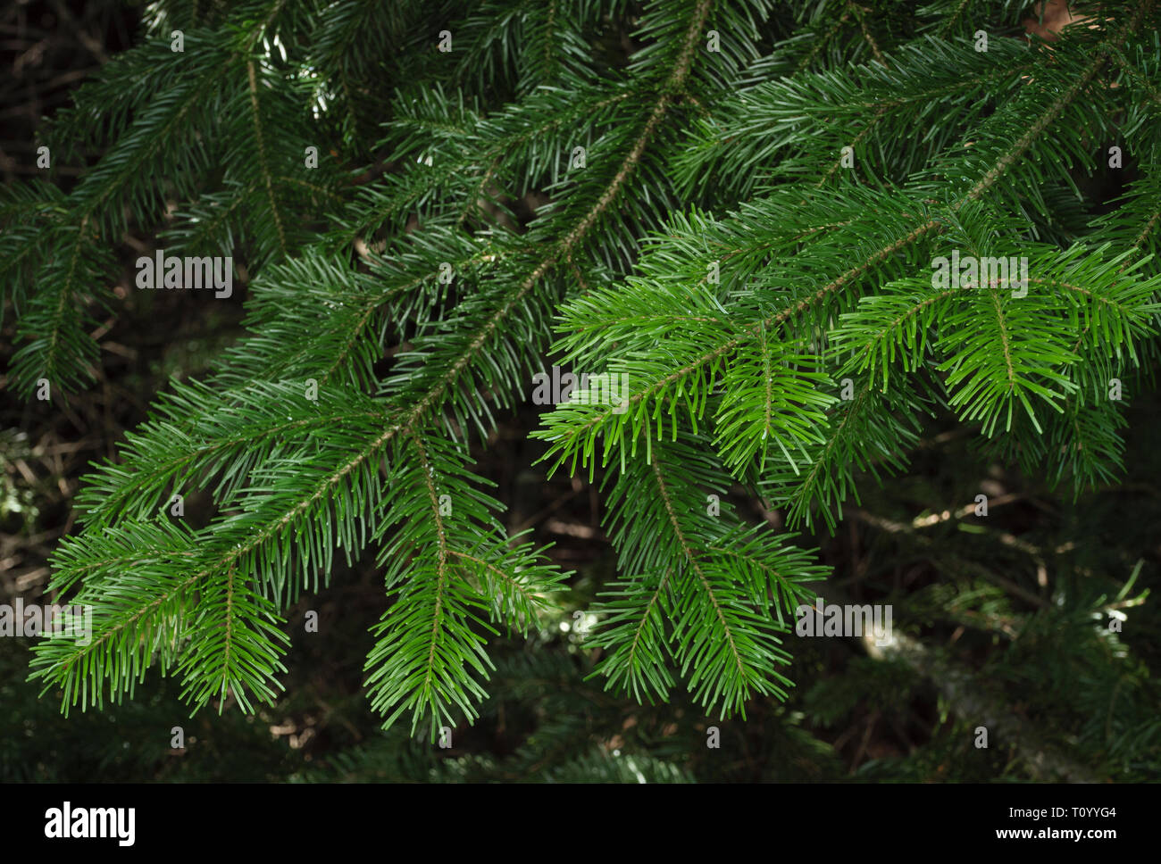 Spruce tree branches close hi-res stock photography and images - Alamy