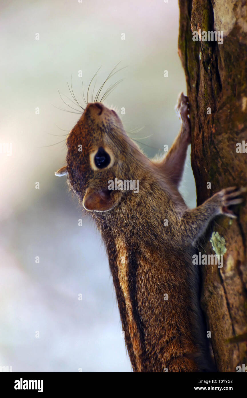 Photo Palm squirrel (Funambulus palmarum) - rodent from the squirrel ...