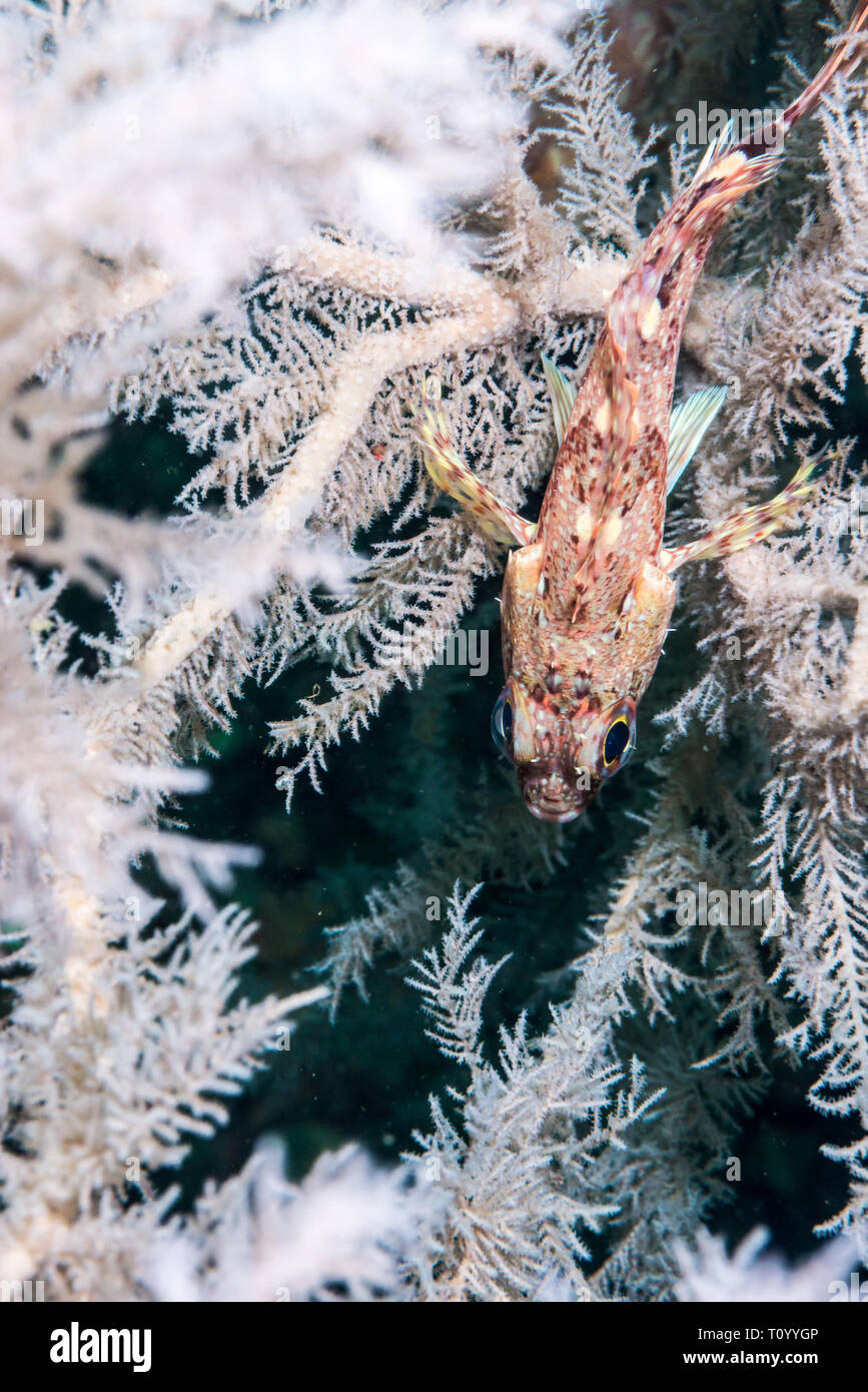 Marbled rockfish (Sebastiscus marmoratus) resting on blanches of black ...