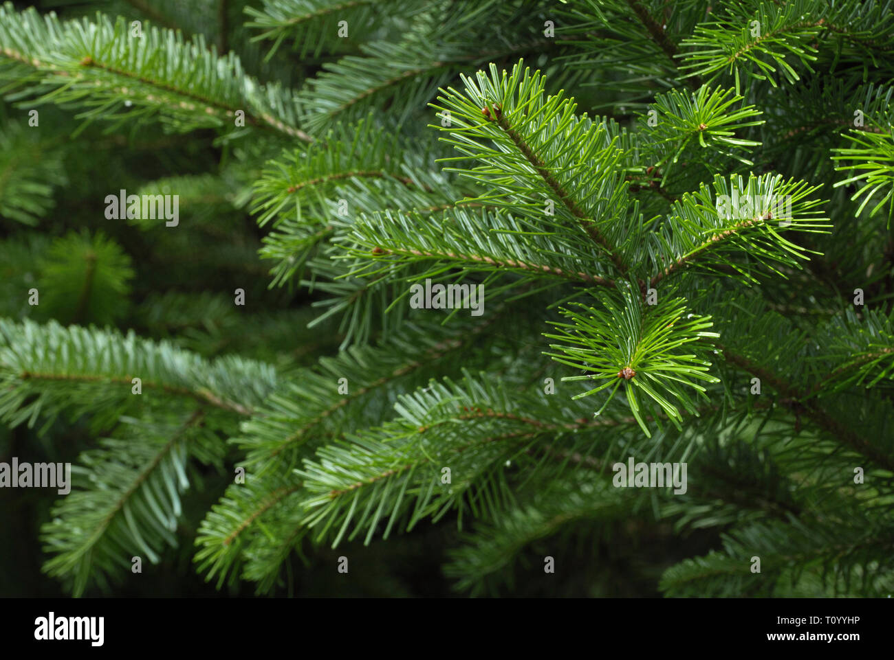 Spruce tree branches close hi-res stock photography and images - Alamy