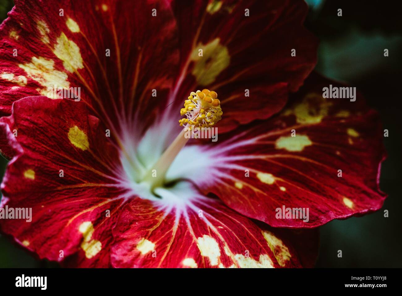 Red tropical flower hi-res stock photography and images - Alamy