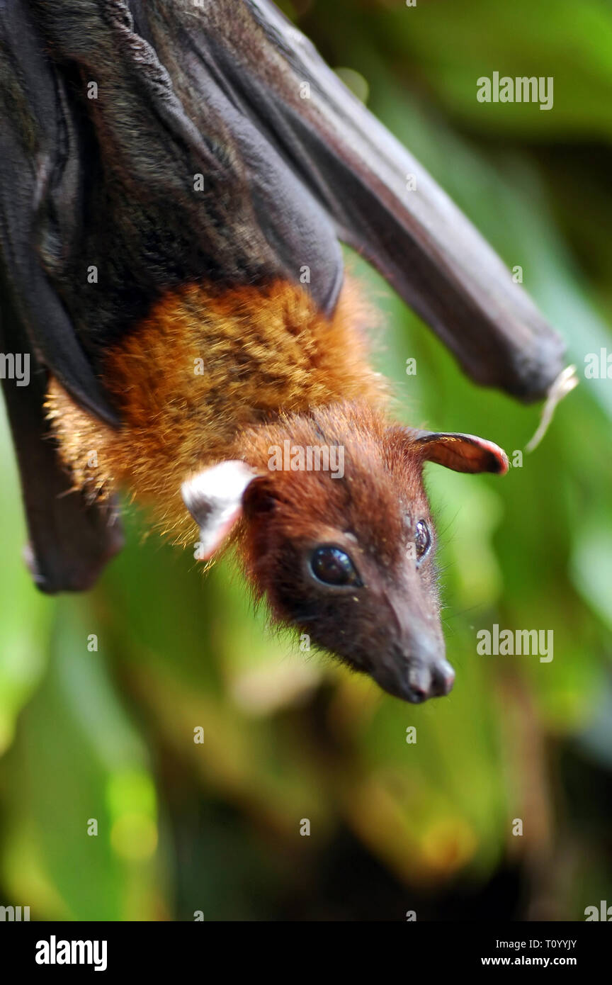 Fox calendar photos hi-res stock photography and images - Alamy