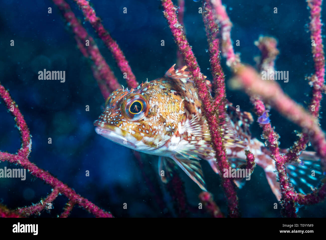 Marbled rockfish (Sebastiscus marmoratus) resting on blanches of ...