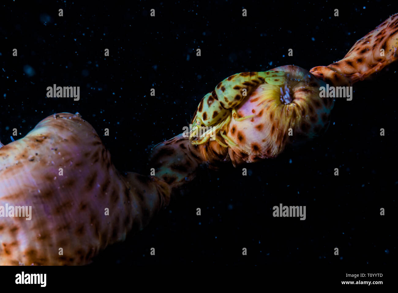 Camouflage Master. Leopard Shrimp (Izucar masudai Okuno, 1999) hiding ...