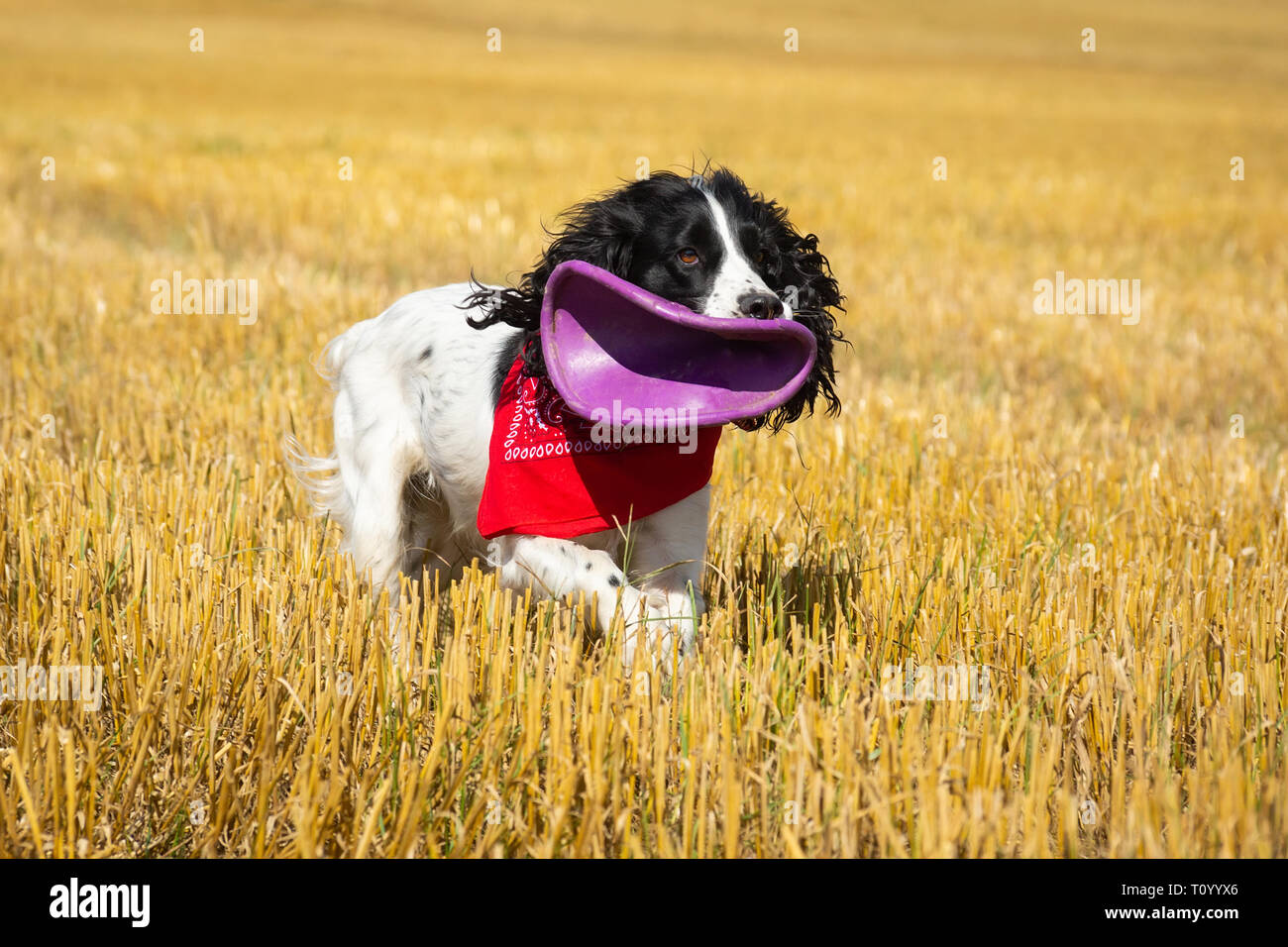 Docker spaniel in a haystack, portrait of a hunting dog Stock Photo - Alamy
