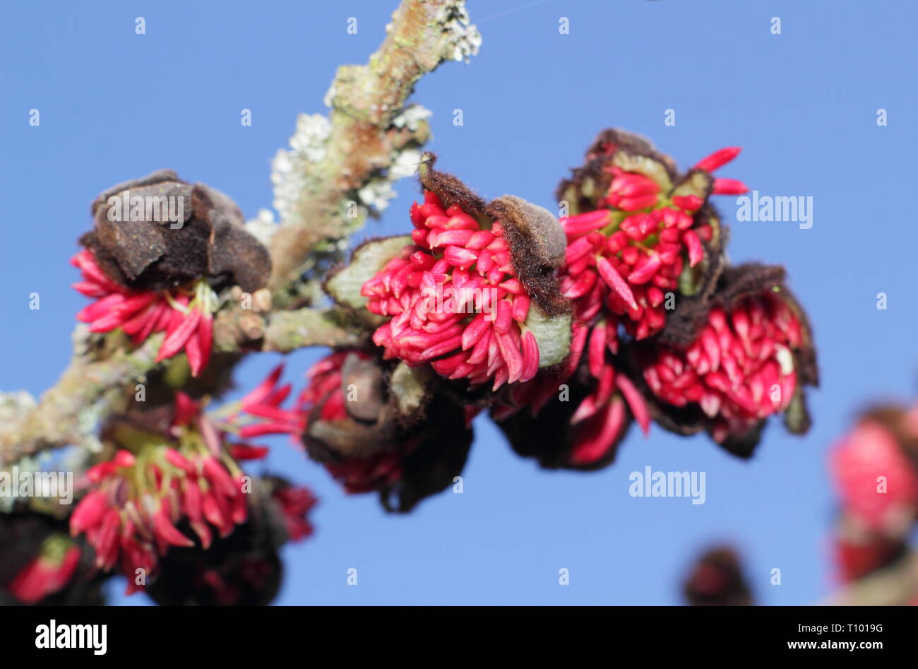 Parrotia persica tree hi-res stock photography and images - Alamy
