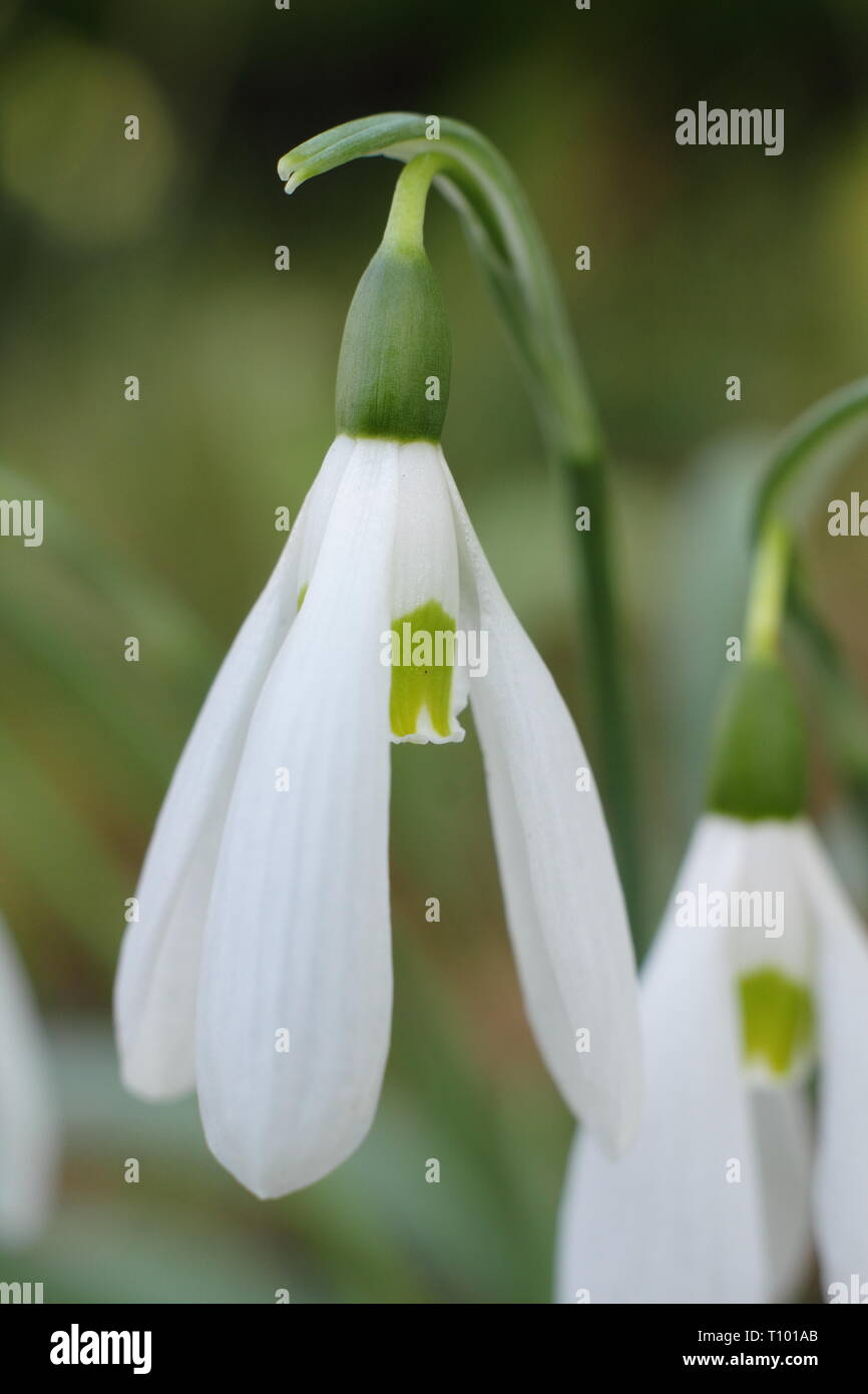 Short bold hi-res stock photography and images - Alamy