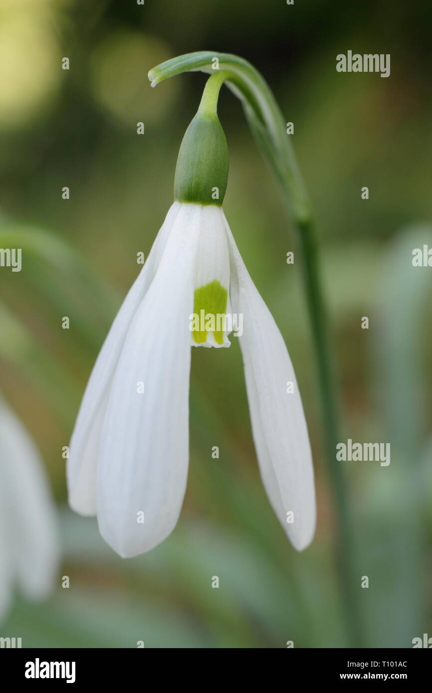 Snowdrop heart hi-res stock photography and images - Alamy