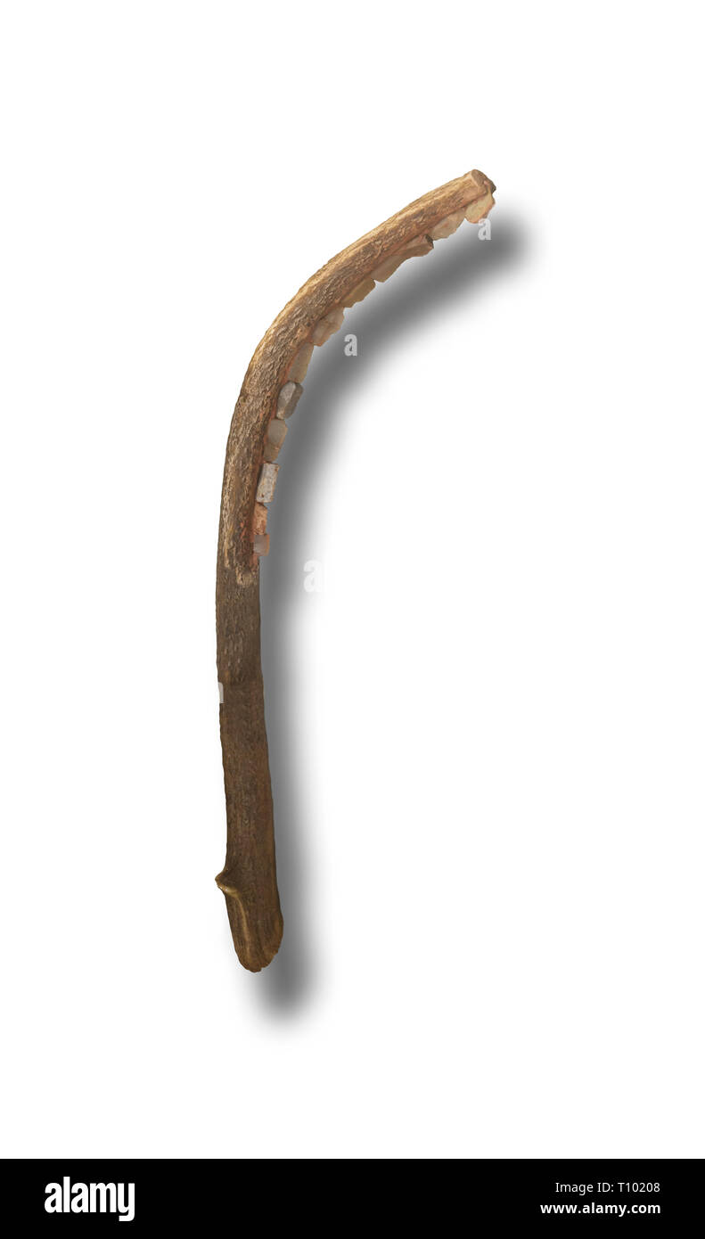 Neolithic sickle made with silex blades. The sickle influenced on the ...