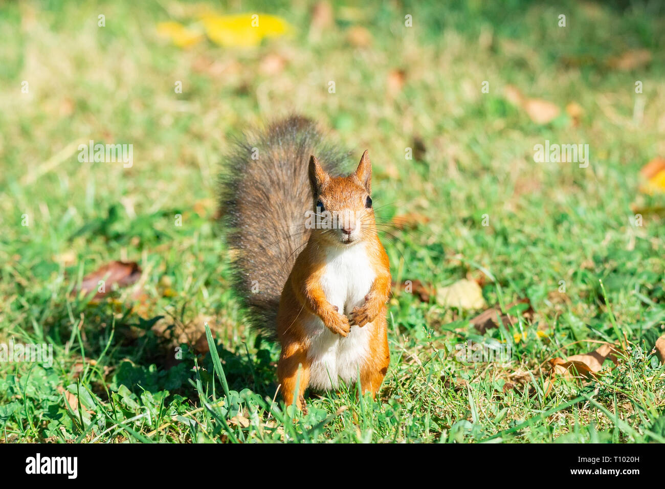 red squirrel hides nut in green grass Stock Photo - Alamy