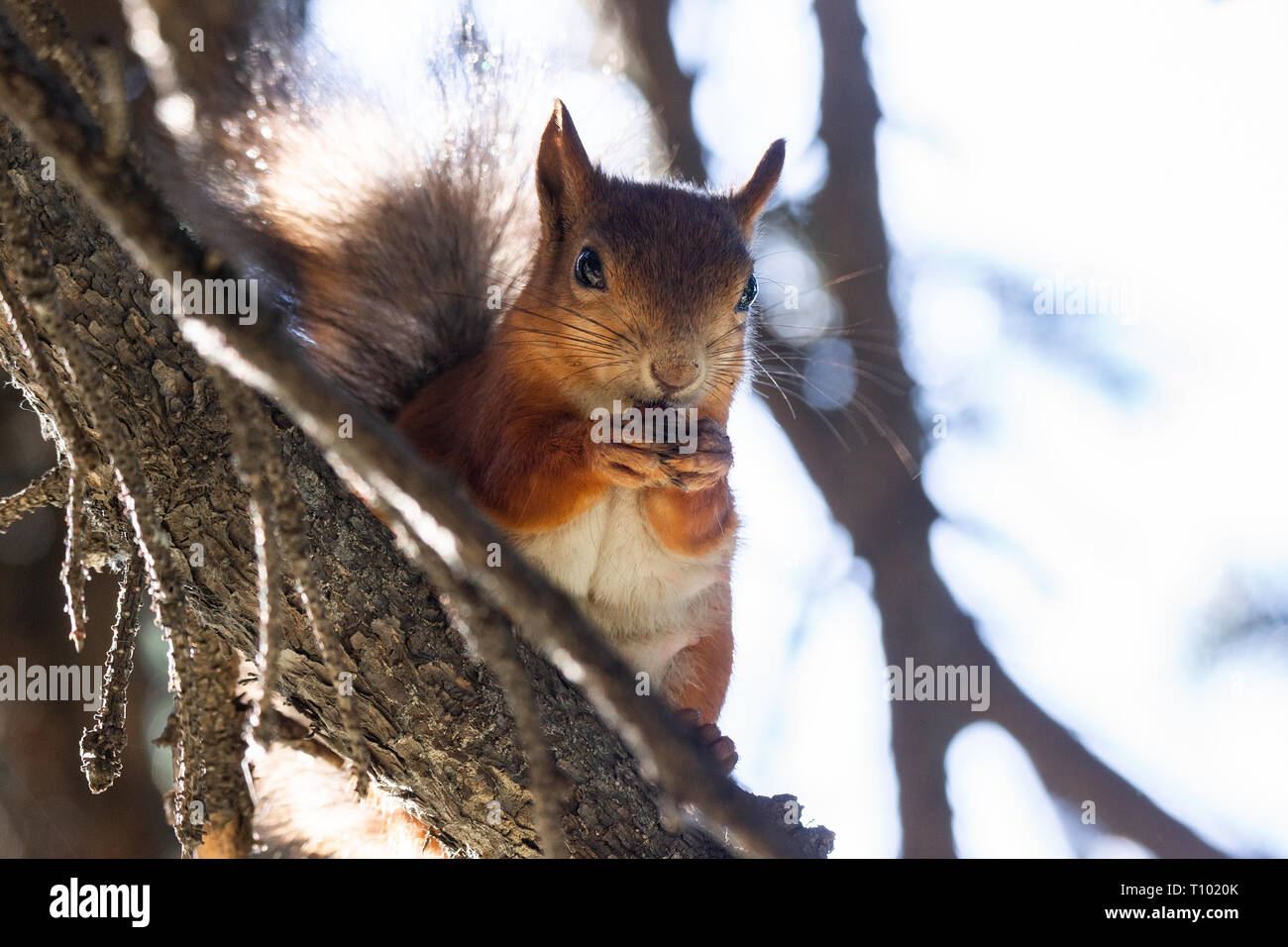 squirrel with a nut sitting on a tree branch Stock Photo - Alamy