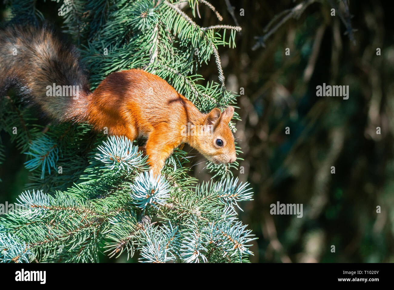 squirrel with a nut sitting on a tree branch Stock Photo - Alamy