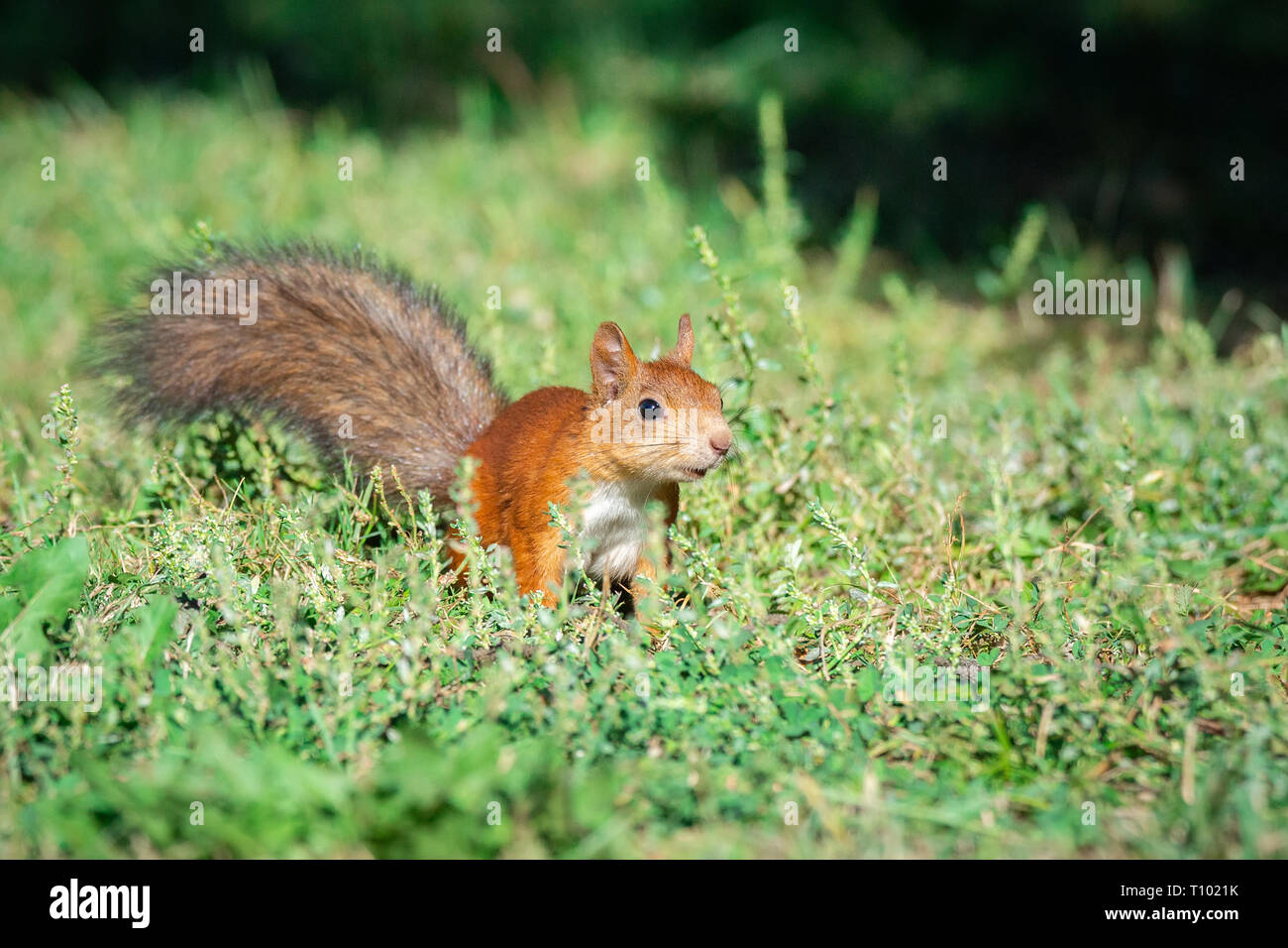 Sciurus vulgaris hides nuts hi-res stock photography and images - Alamy