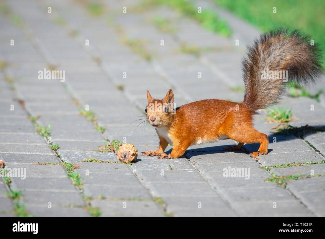 red squirrel hides nut in green grass Stock Photo - Alamy