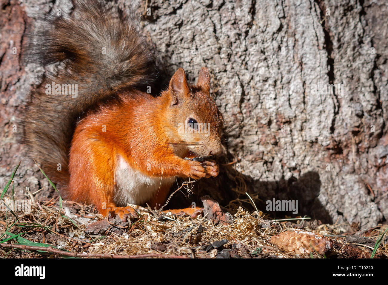 squirrel with a nut sitting on a tree branch Stock Photo - Alamy