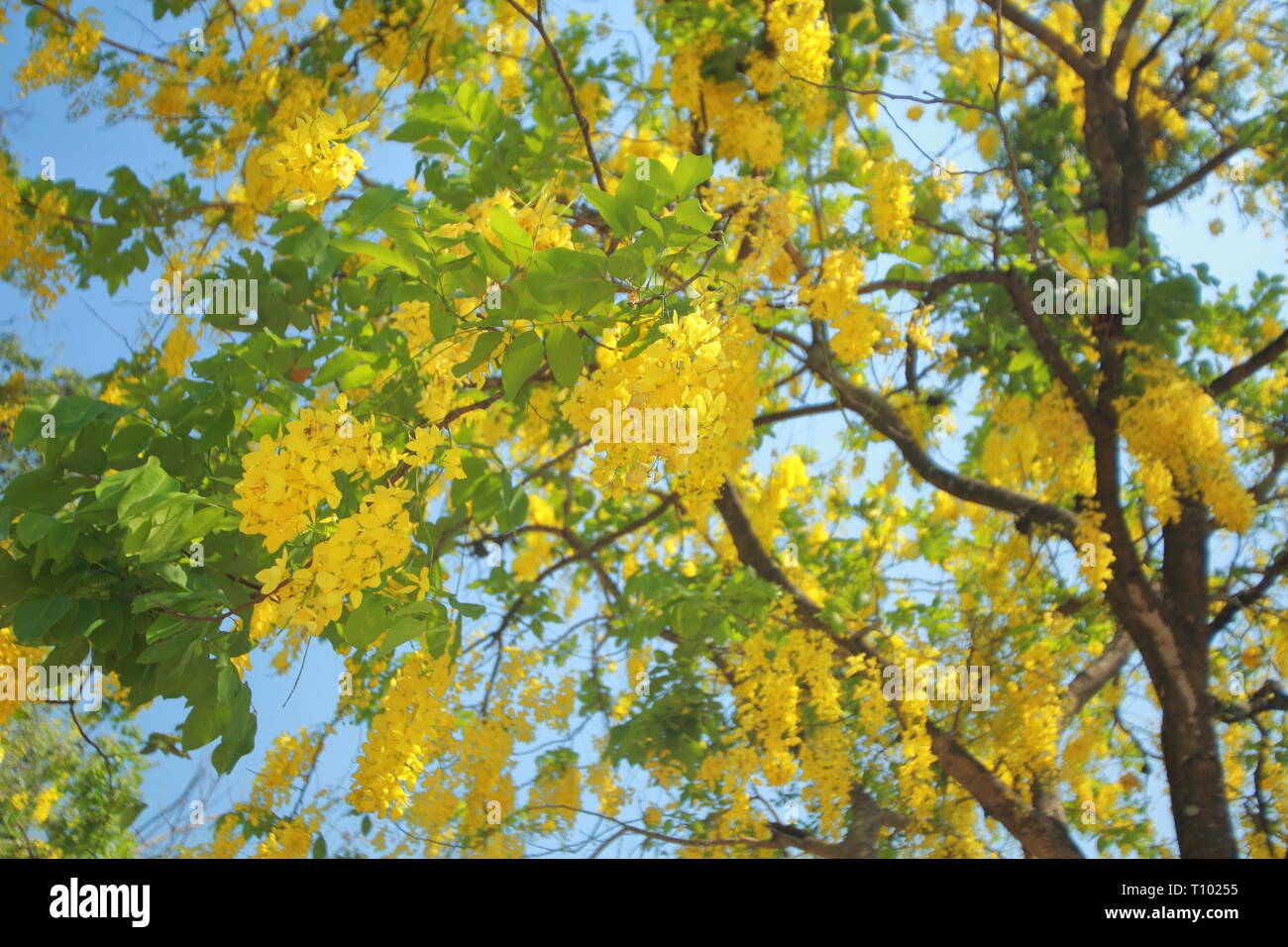 cassia fistula. golden rain tree a flowering plant in the family ...