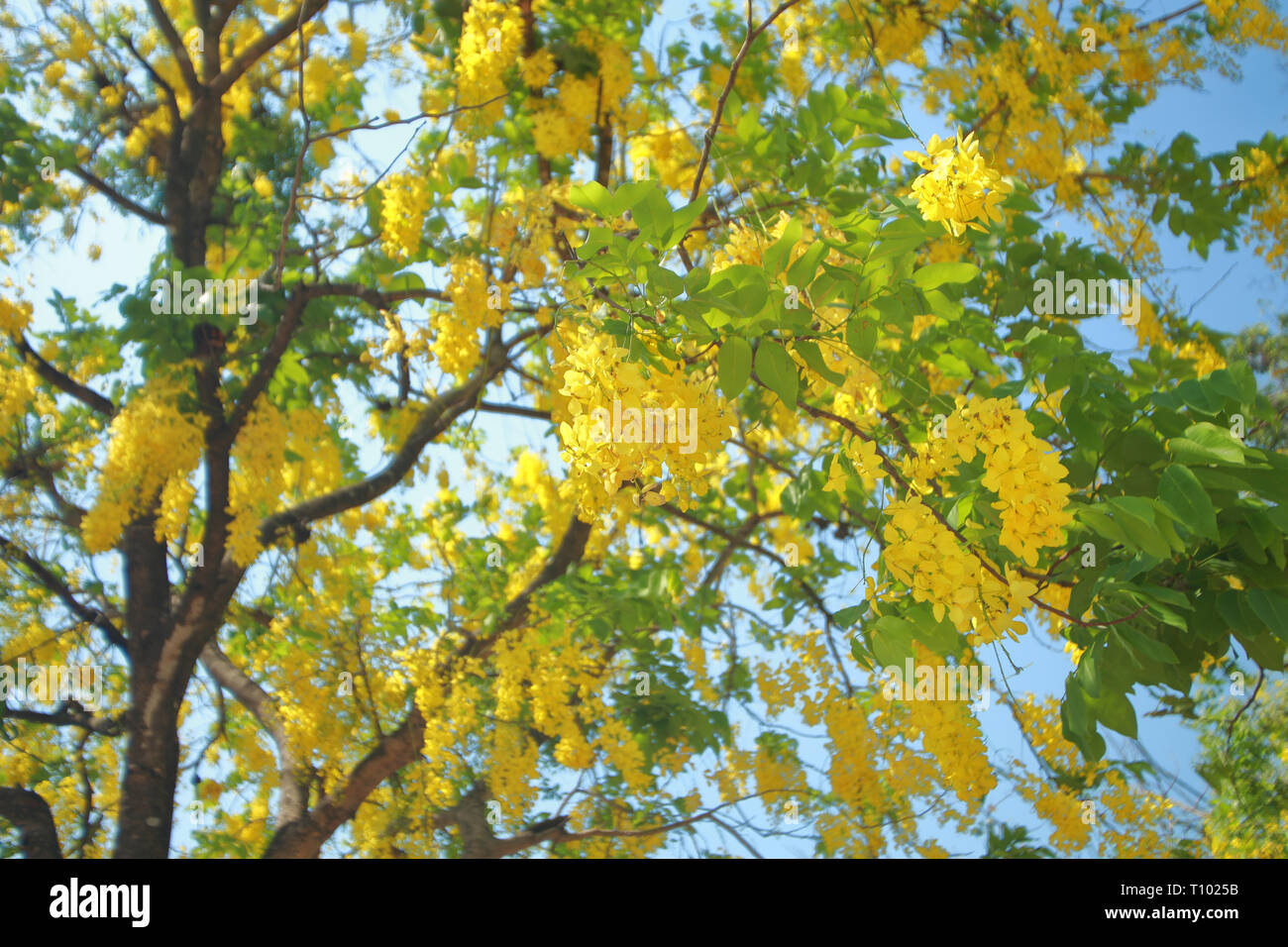 cassia fistula. golden rain tree a flowering plant in the family Fabaceae. The species is native ...