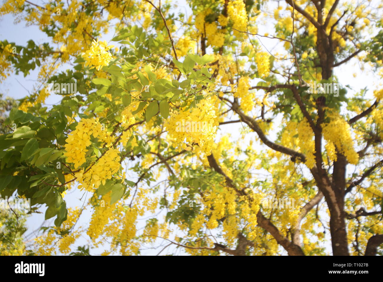 cassia fistula. golden rain tree a flowering plant in the family ...