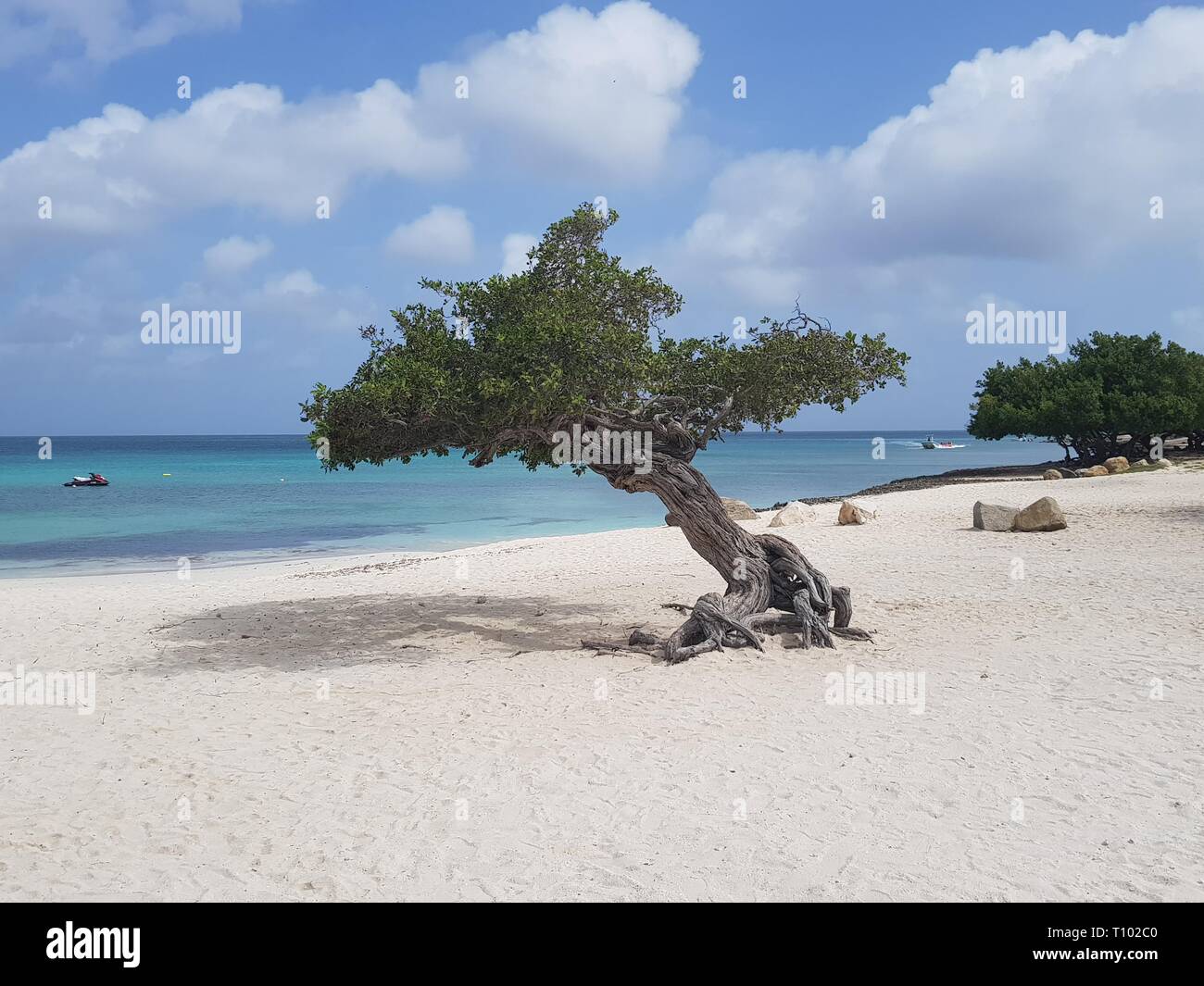 Aruba beach tree hi-res stock photography and images - Alamy