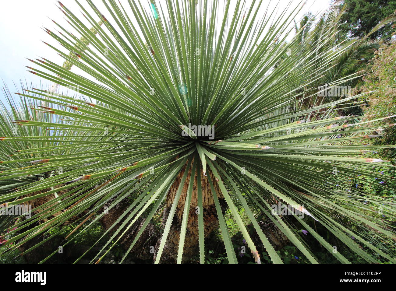 Spike plant hi-res stock photography and images - Alamy