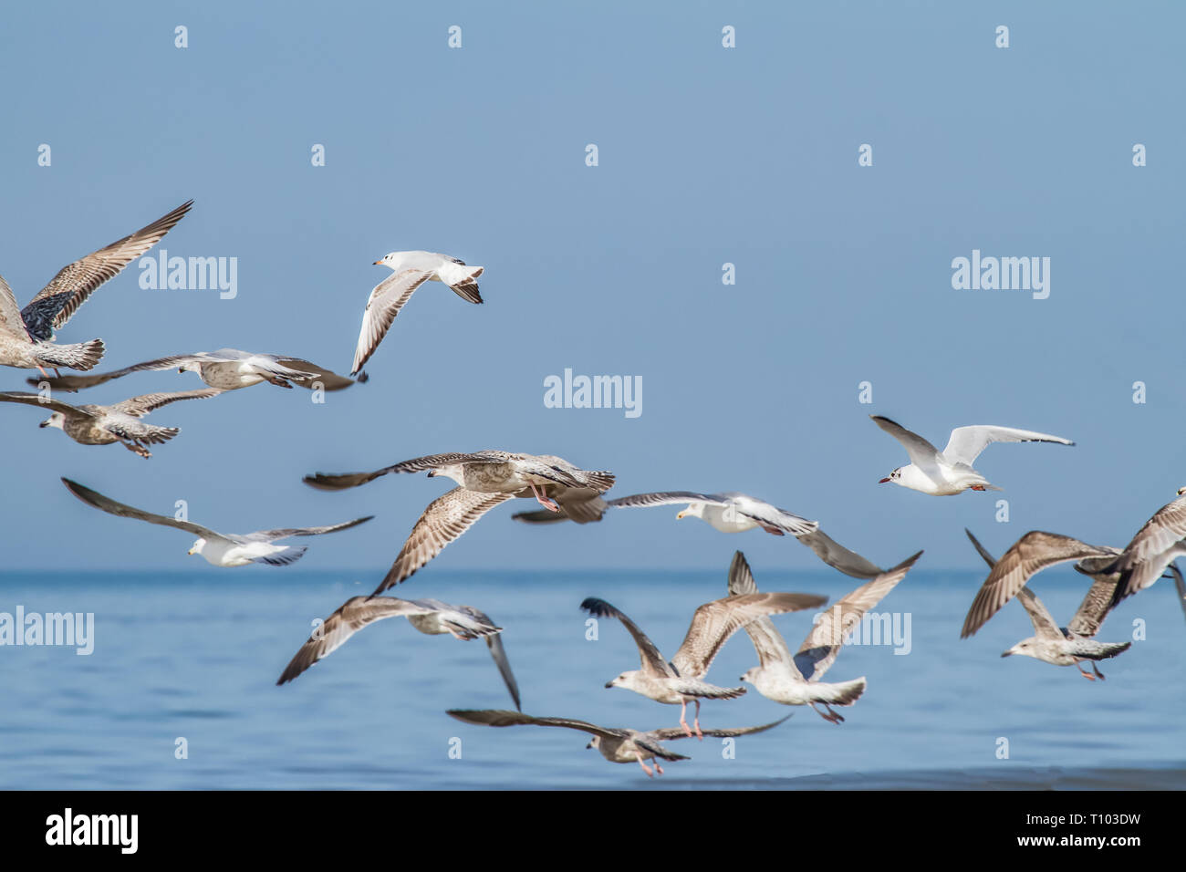 a group of seagulls is flying over the sea Stock Photo - Alamy
