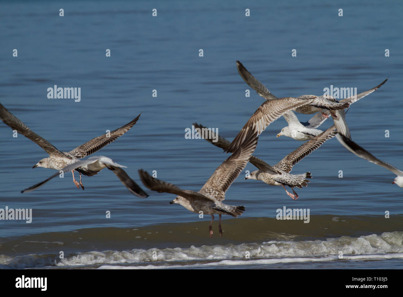 Seagulls flying over beach hi-res stock photography and images - Alamy