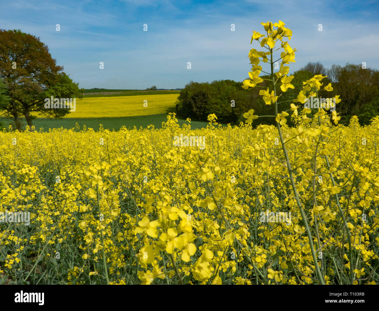 Blooming canola field hi-res stock photography and images - Alamy