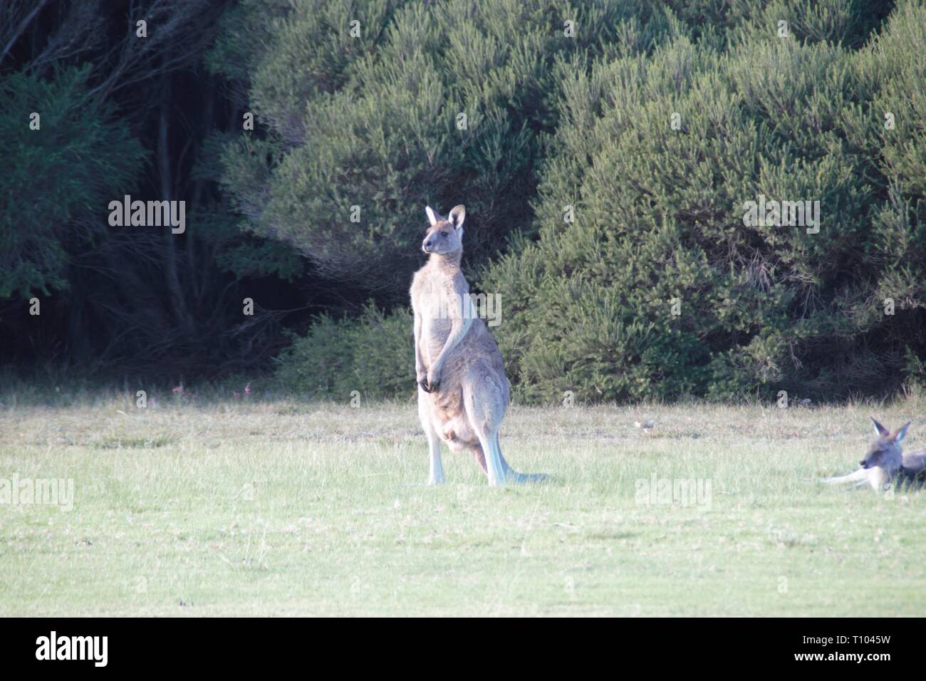 Big father kangaroo in the natural Australian park Stock Photo - Alamy