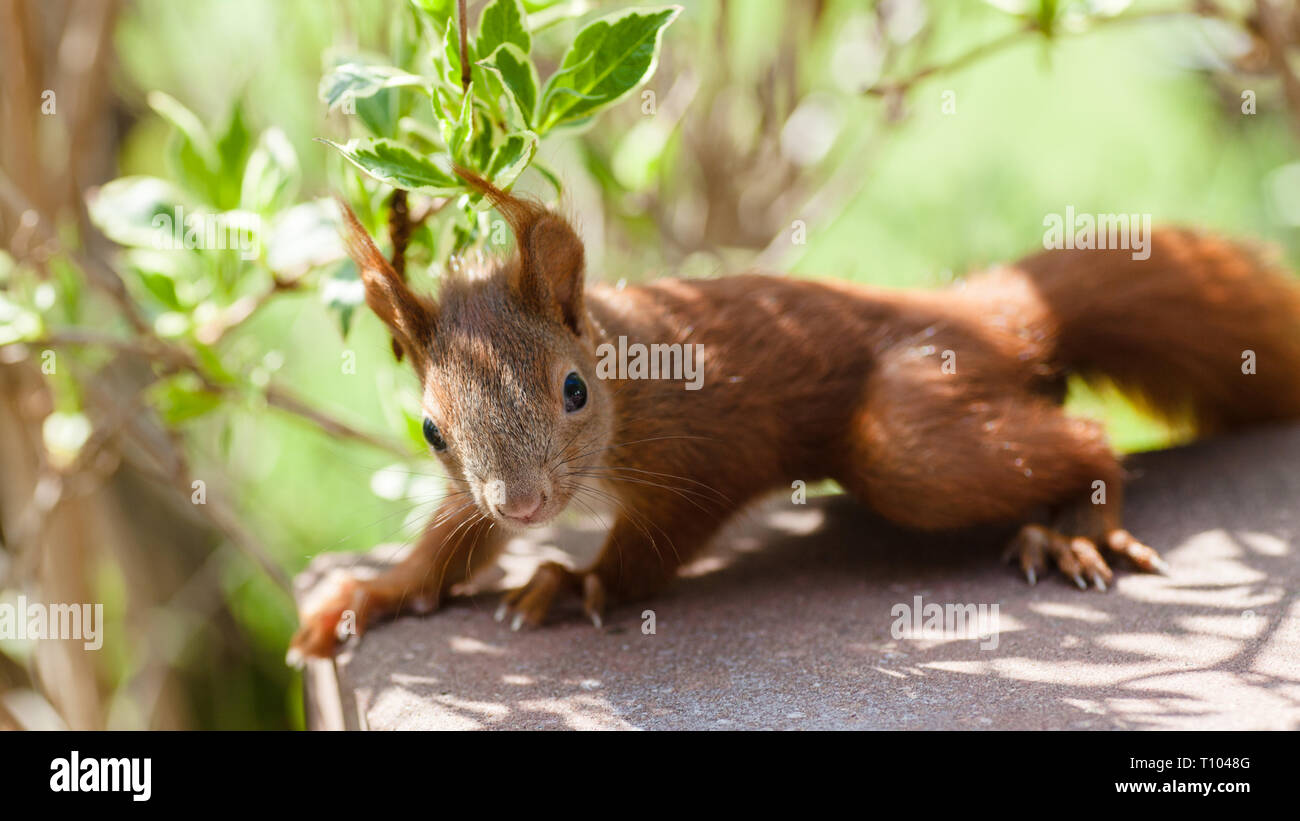 Curious aspect hi-res stock photography and images - Alamy