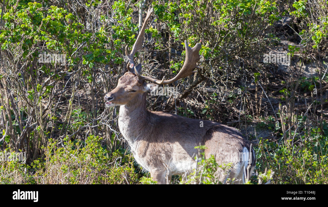 beautiful brown spotted fallow deer standing between bushes in forest ...
