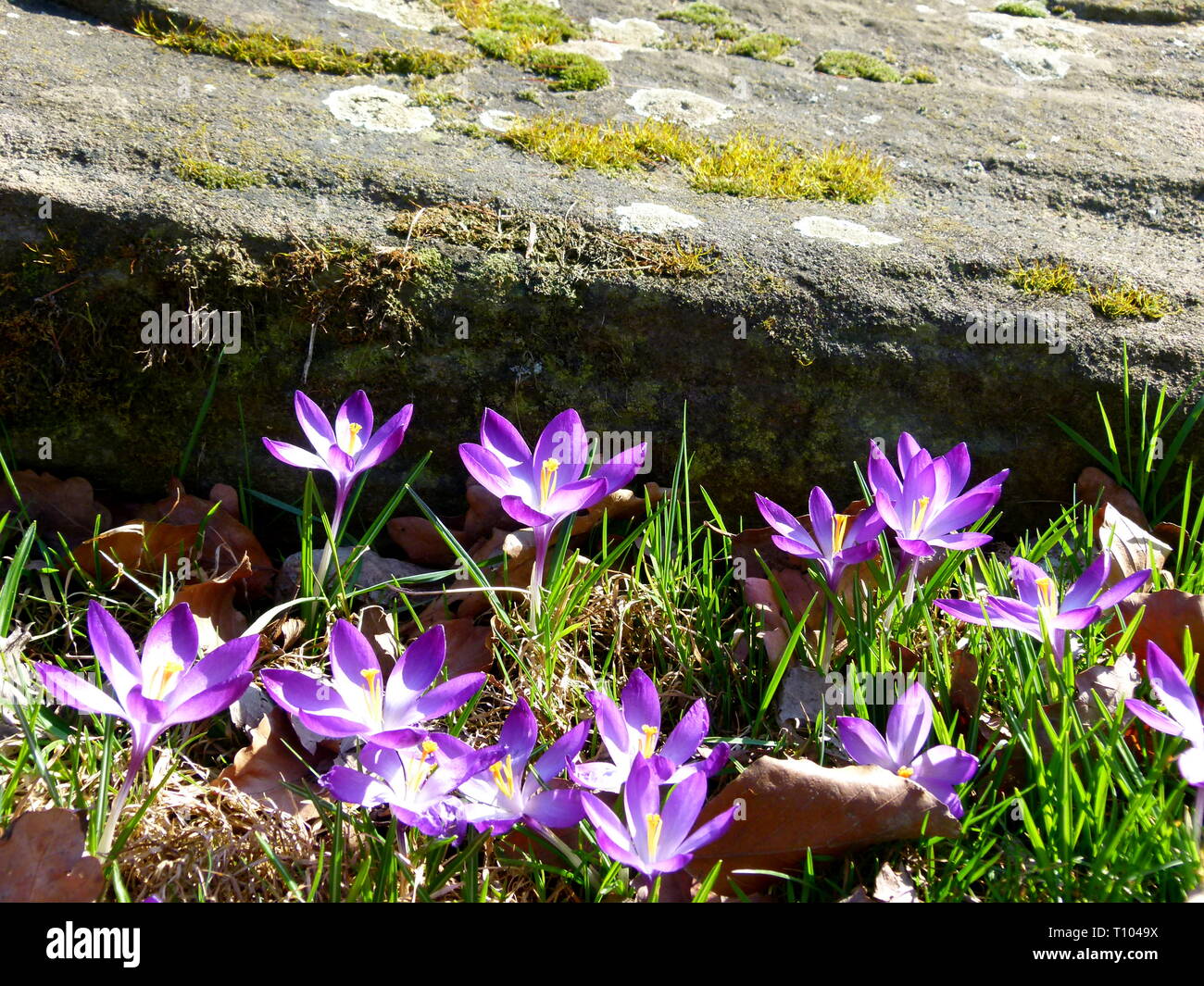 Crocuses flowering in winter hi-res stock photography and images - Alamy