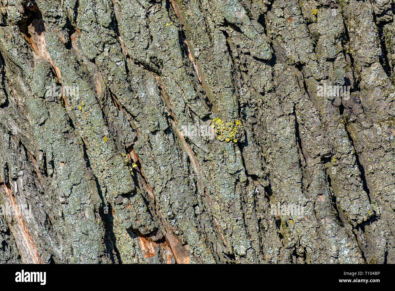 Texture of old willow bark. An old big tree growing in the city Stock ...