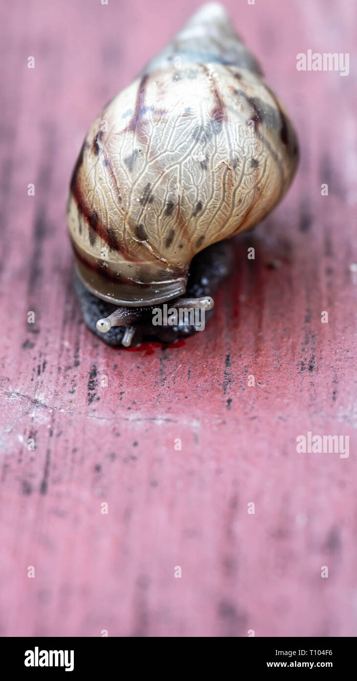 snail walking on red pavement Stock Photo - Alamy