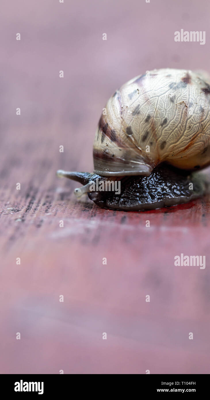 snail walking on red pavement Stock Photo - Alamy