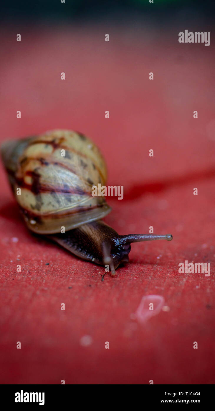 snail walking on red pavement Stock Photo - Alamy