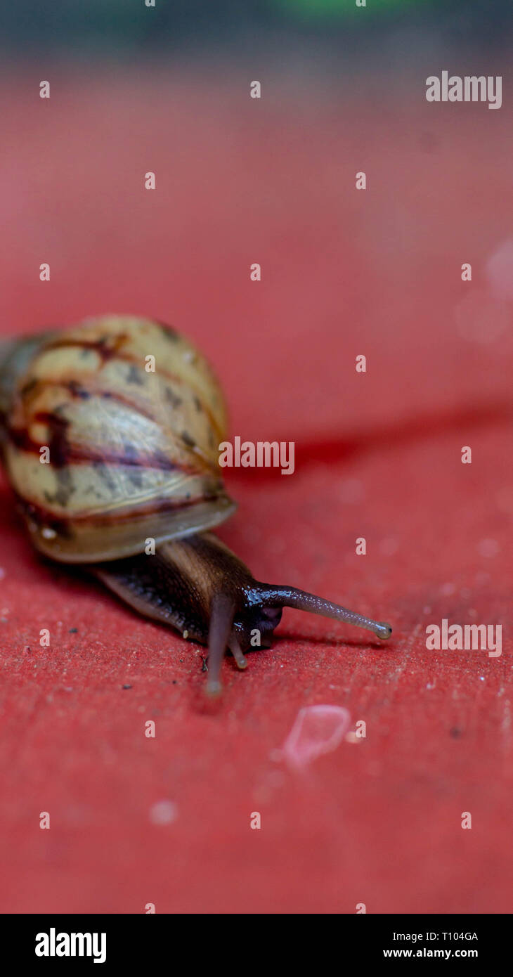 snail walking on red pavement Stock Photo - Alamy