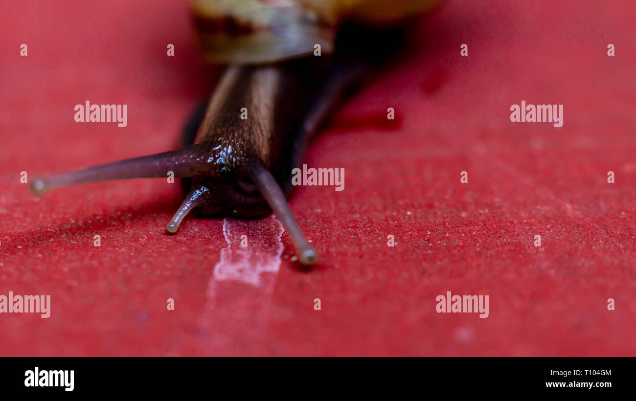 snail walking on red pavement Stock Photo - Alamy