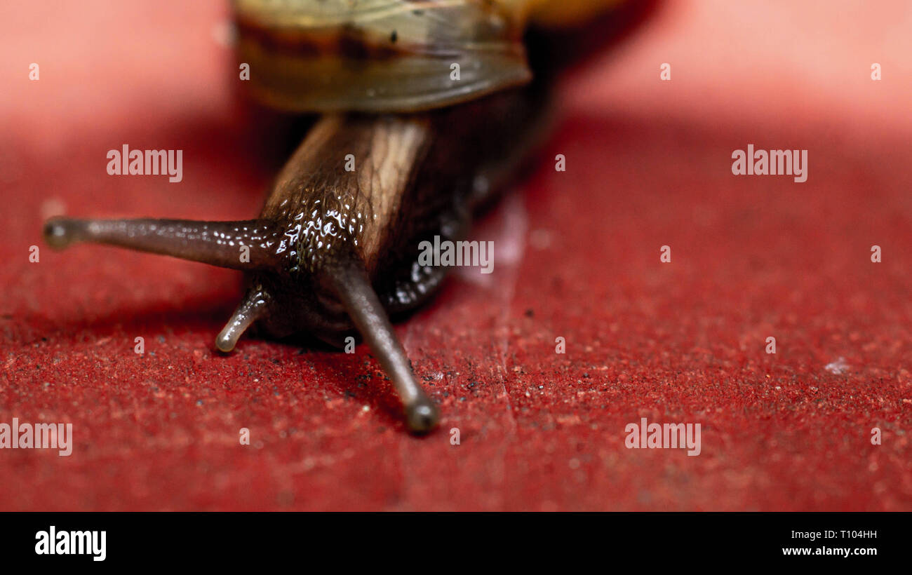 snail walking on red pavement Stock Photo - Alamy