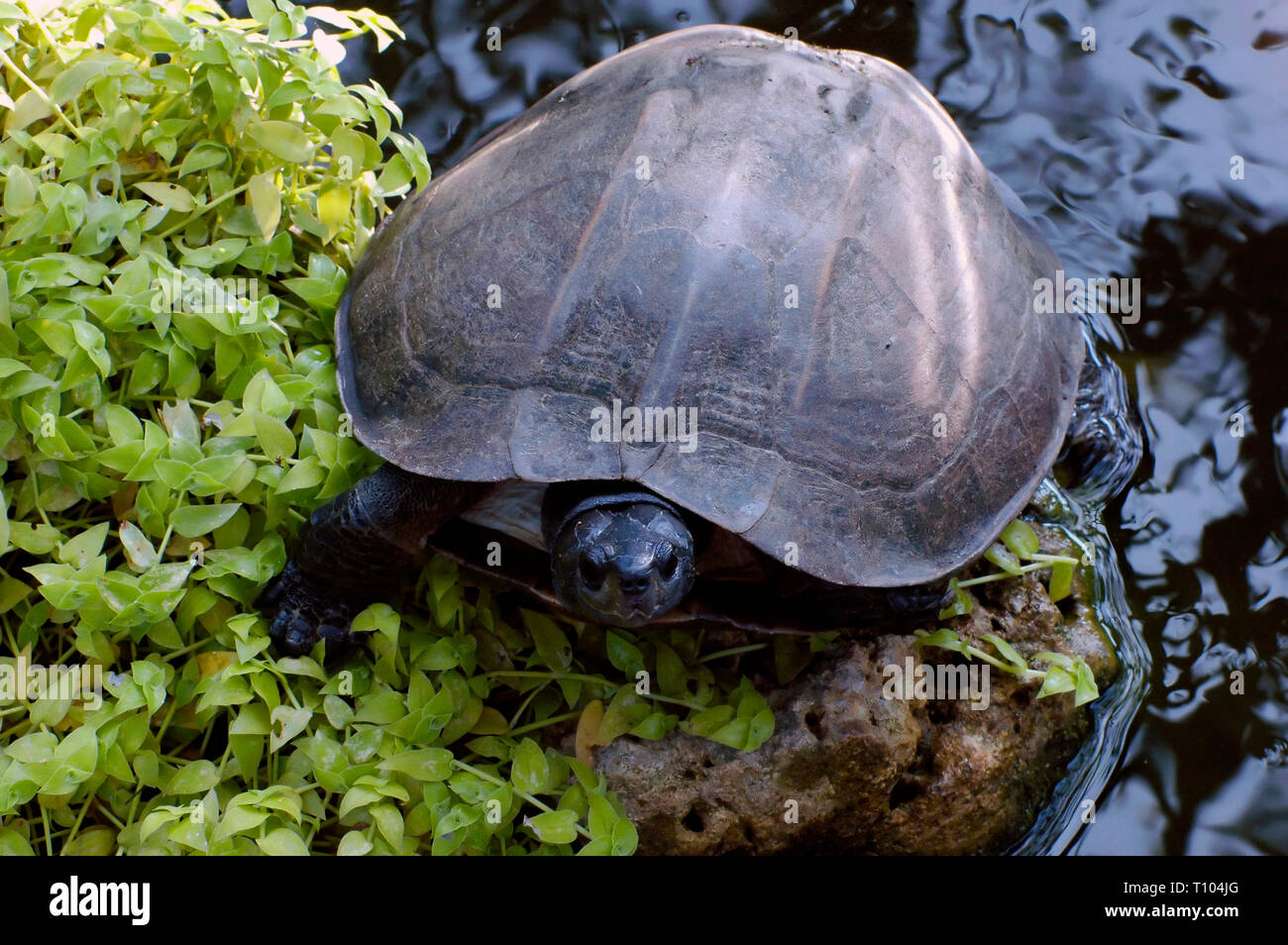 Class Reptilia High Resolution Stock Photography and Images - Alamy