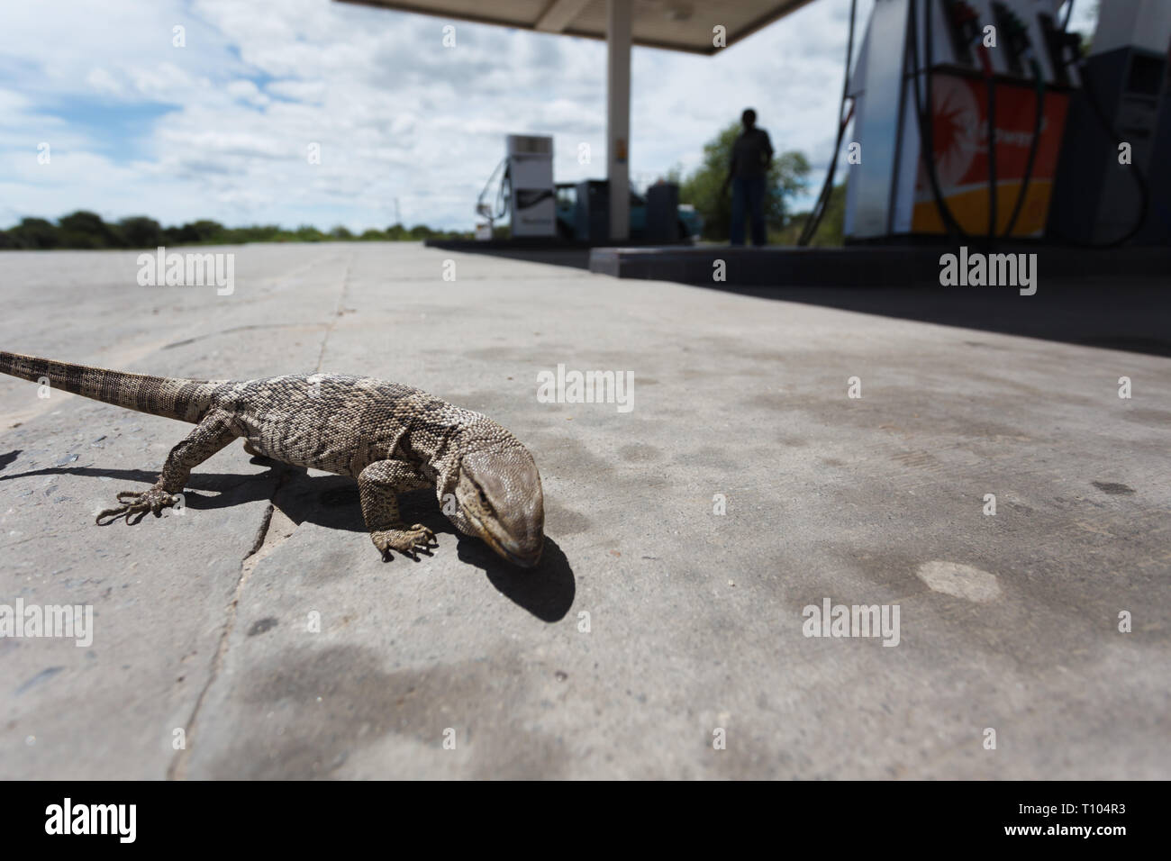 Desert monitor lizard hi-res stock photography and images - Alamy