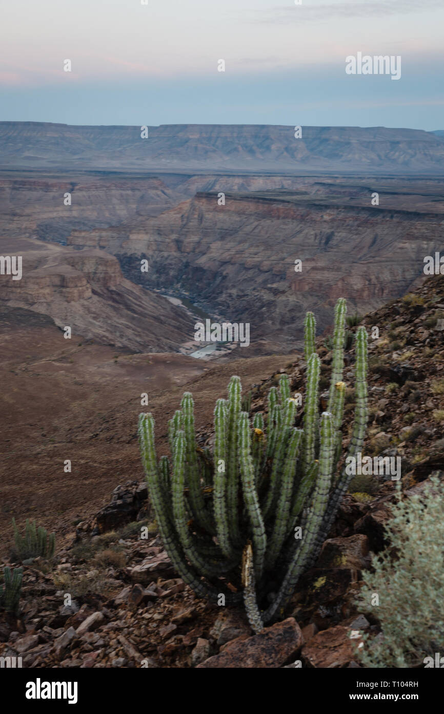 Layers of cactus hi-res stock photography and images - Alamy