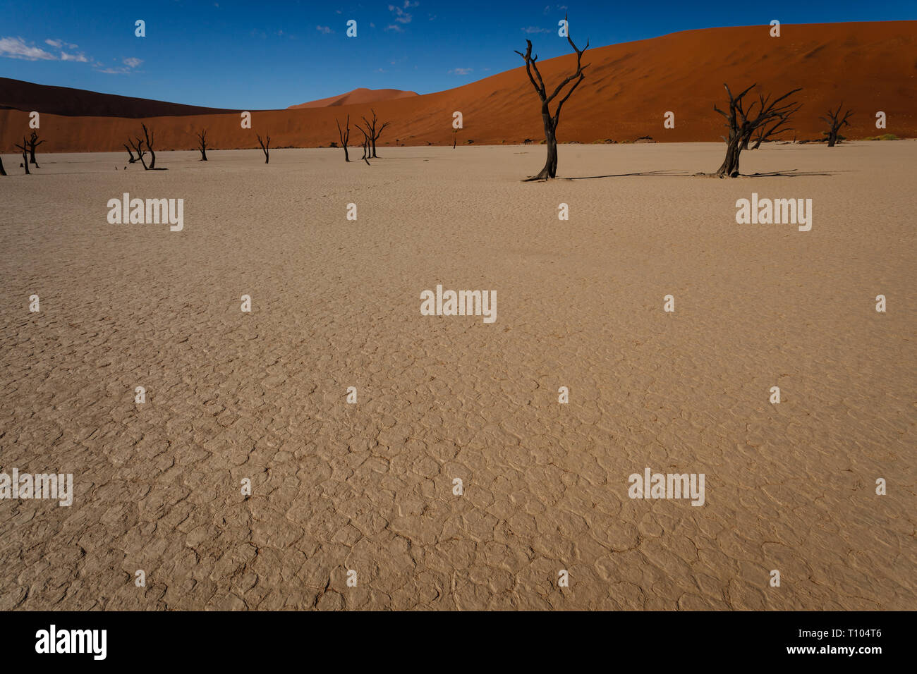 Sun shines on a dead trees in middle of old oasis with a pattern of ...