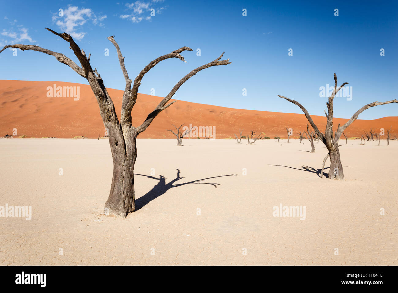 Sun shines on sand dune behind dried mud in riverbed and a dead tree ...