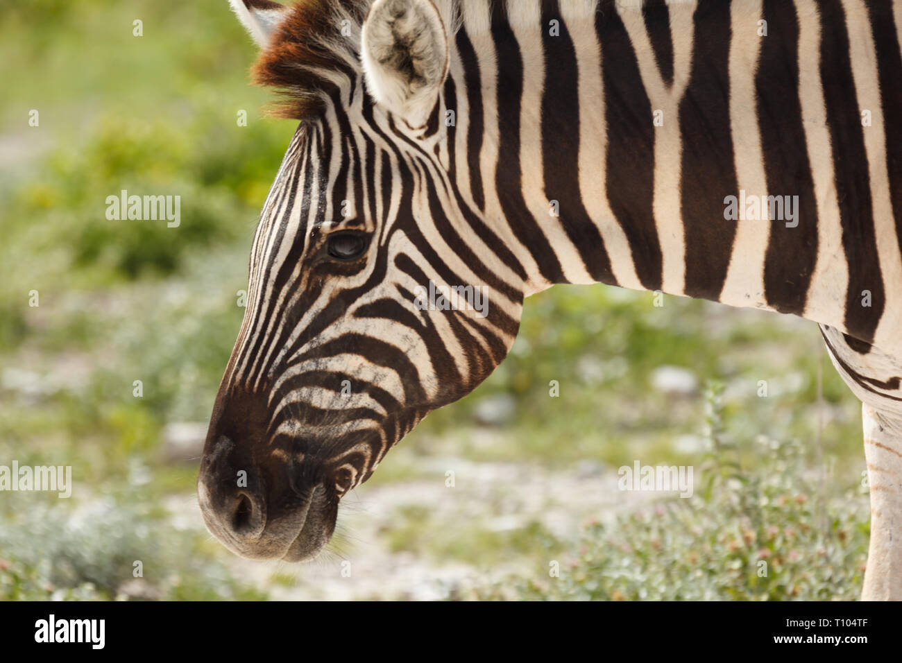 Face zebra hi-res stock photography and images - Alamy