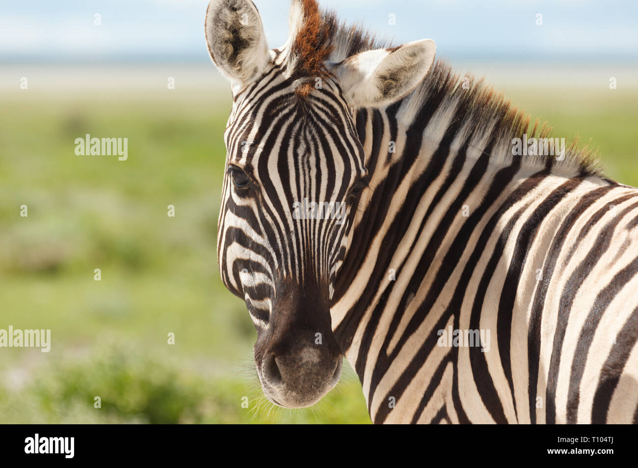 African wildlife photographer hi-res stock photography and images - Alamy