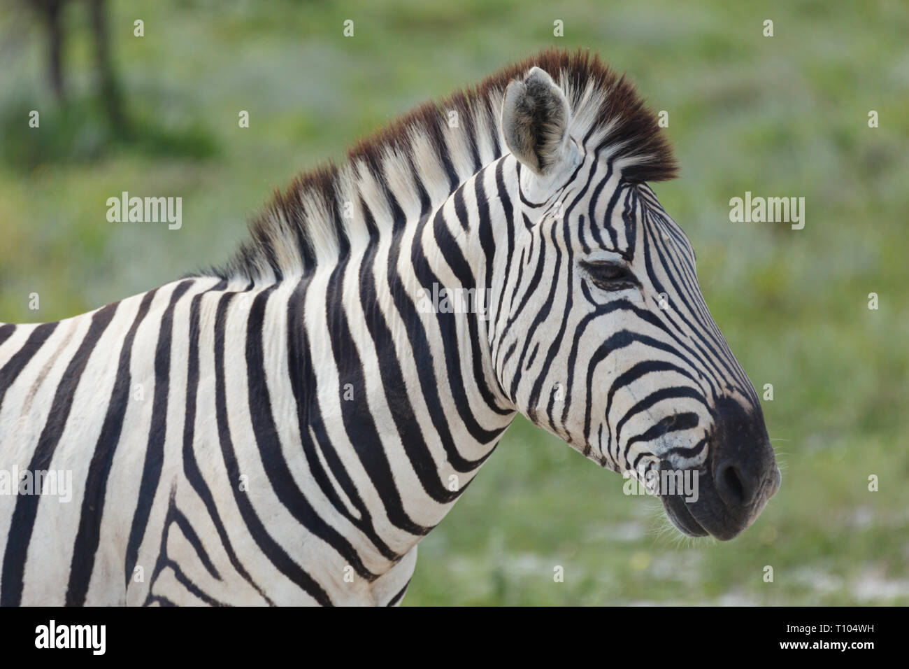 African wildlife photographer hi-res stock photography and images - Alamy