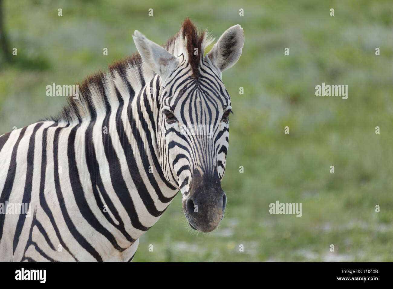 Closeup portrait of a striped African Zebra face posing for ...
