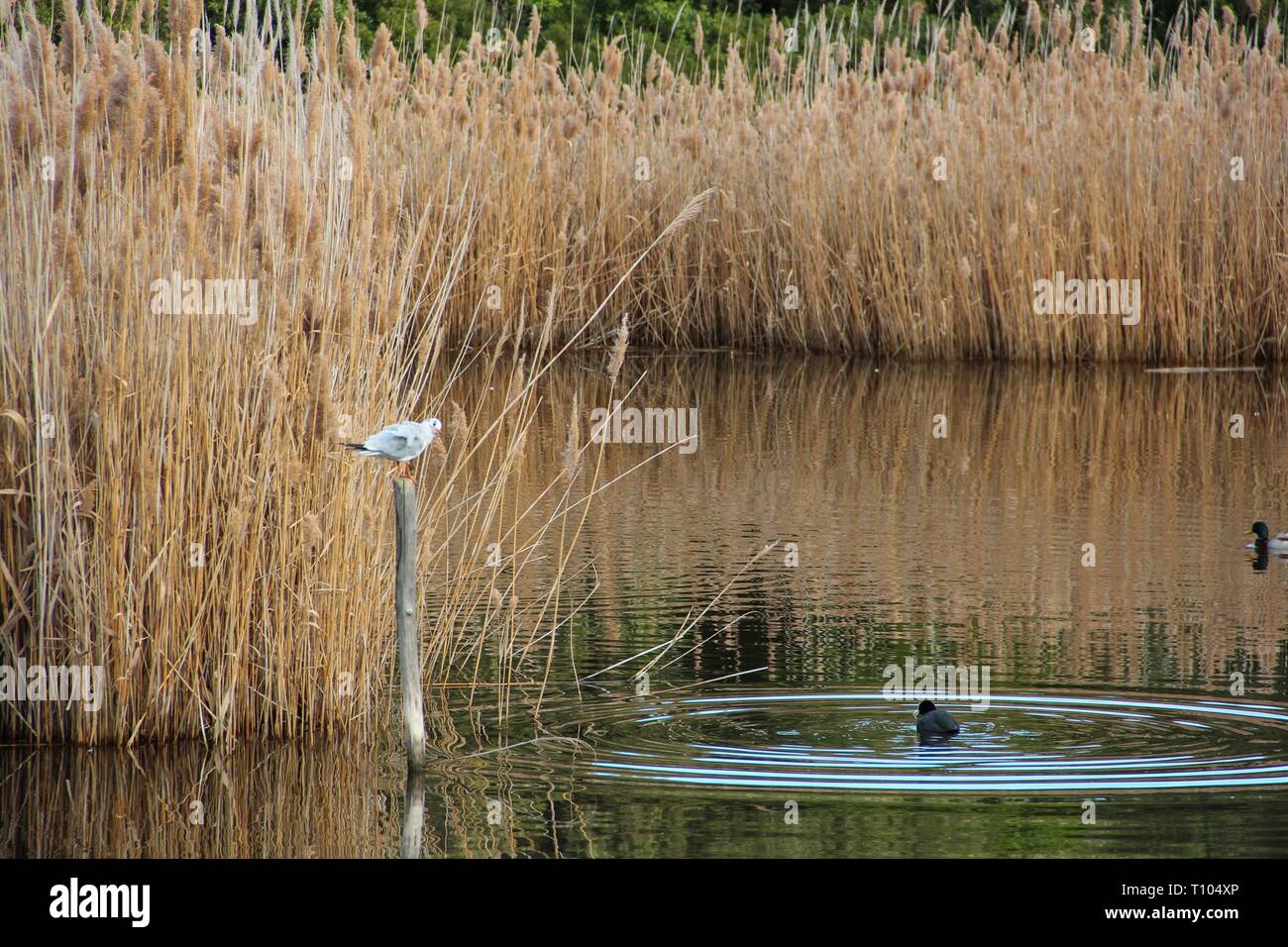 Wildlife on the small lake Stock Photo - Alamy